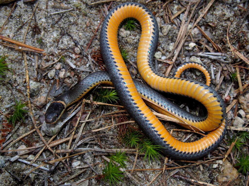 The fascinating lives of Rhode Island’s native turtles and snakes ...