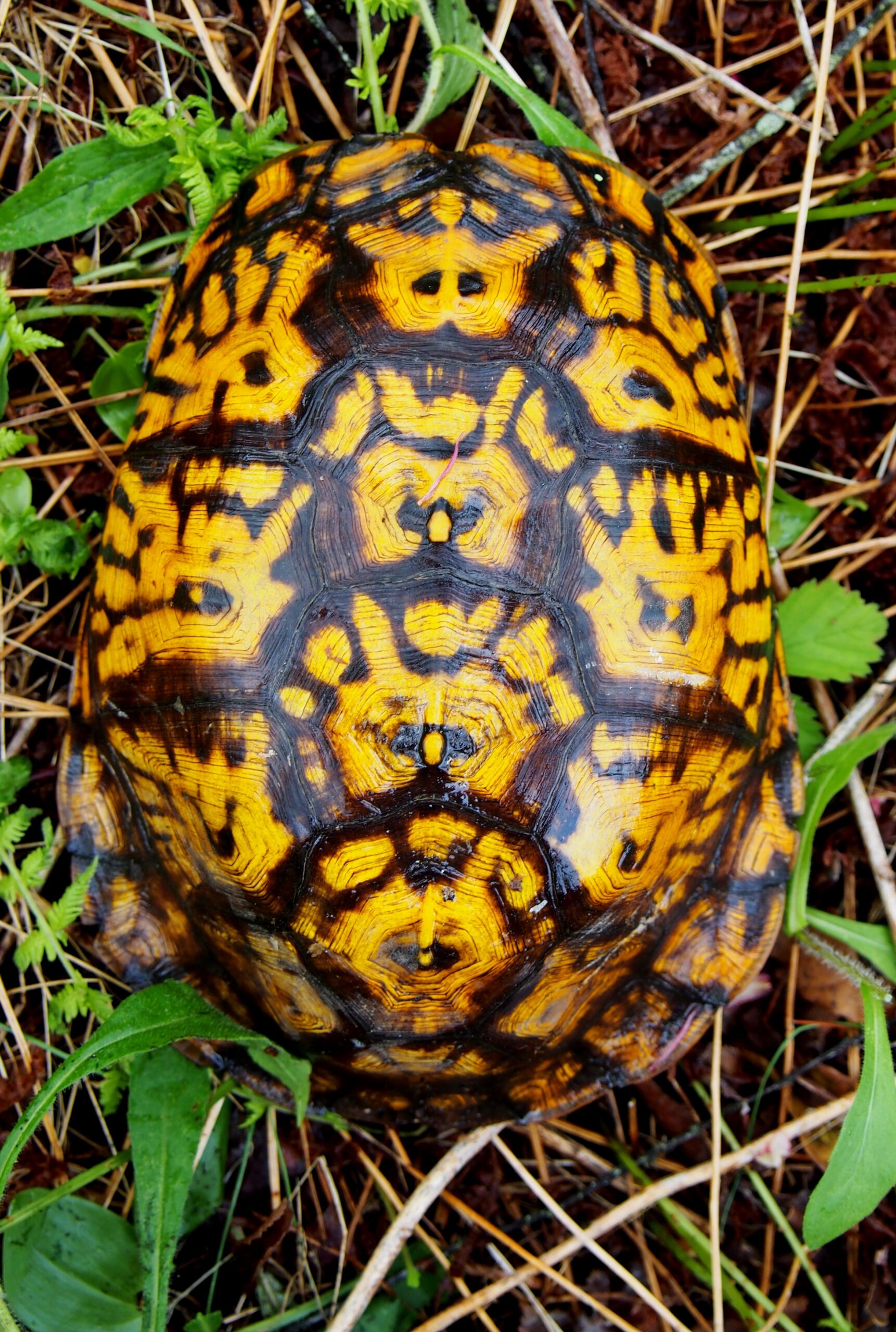 The fascinating lives of Rhode Island’s native turtles and snakes ...