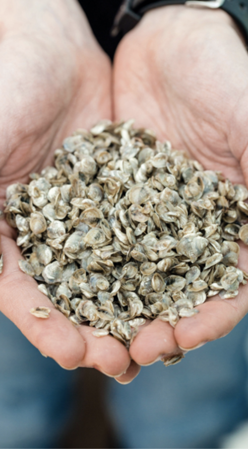 RWU aquaculture research farm aims to boost bivalve industry | News ...