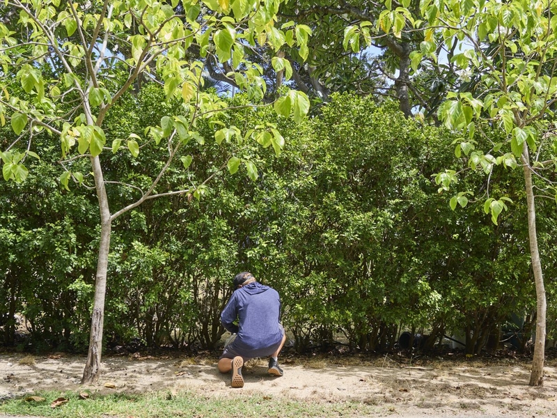 Invasive Species Are Rampant On Oahu And Stakeholders Are Calling Out ...