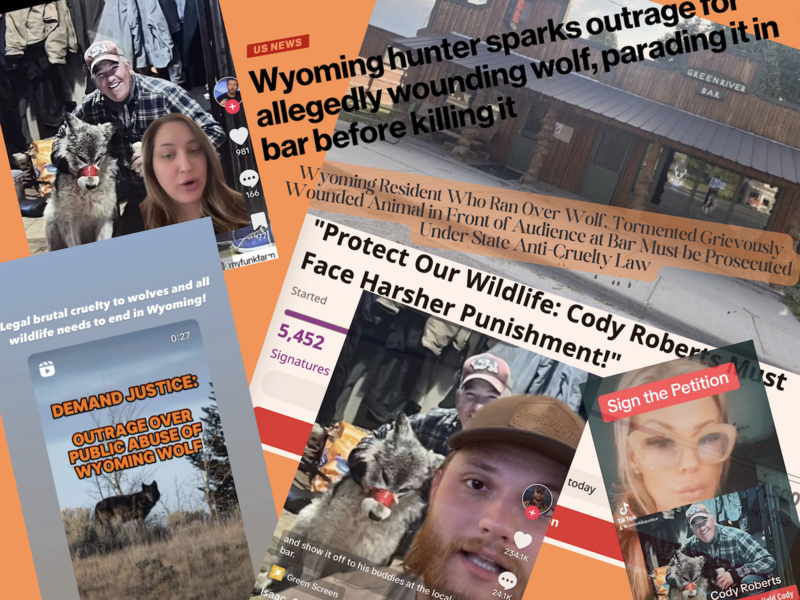 Wyoming wolf torture case a ‘trigger’ for new Endangered Species Act ...