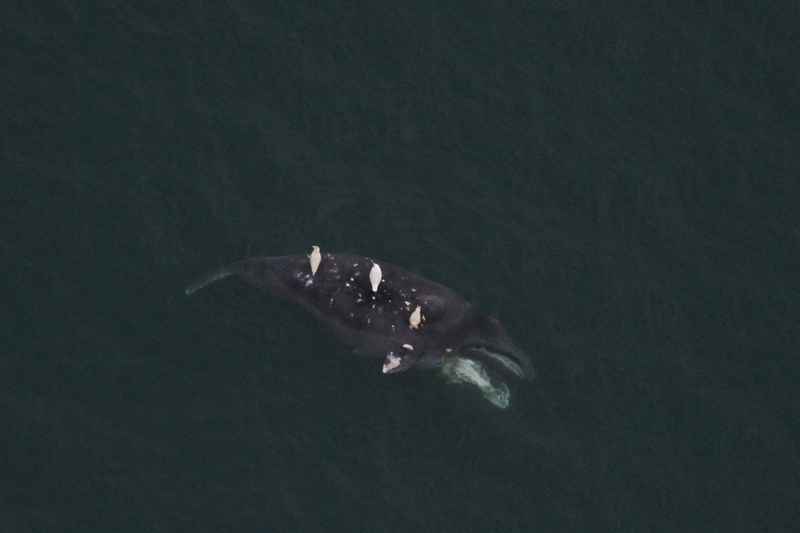 Dead bowheads in Beaufort and Chukchi point to increased killer whale ...