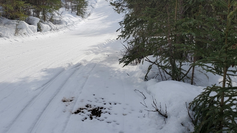 Antibiotic-resistant microbes lurk in poop of Anchorage moose, UAA ...