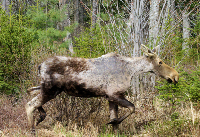 Tick surveillance shows mixture of new species now in Alaska | News ...