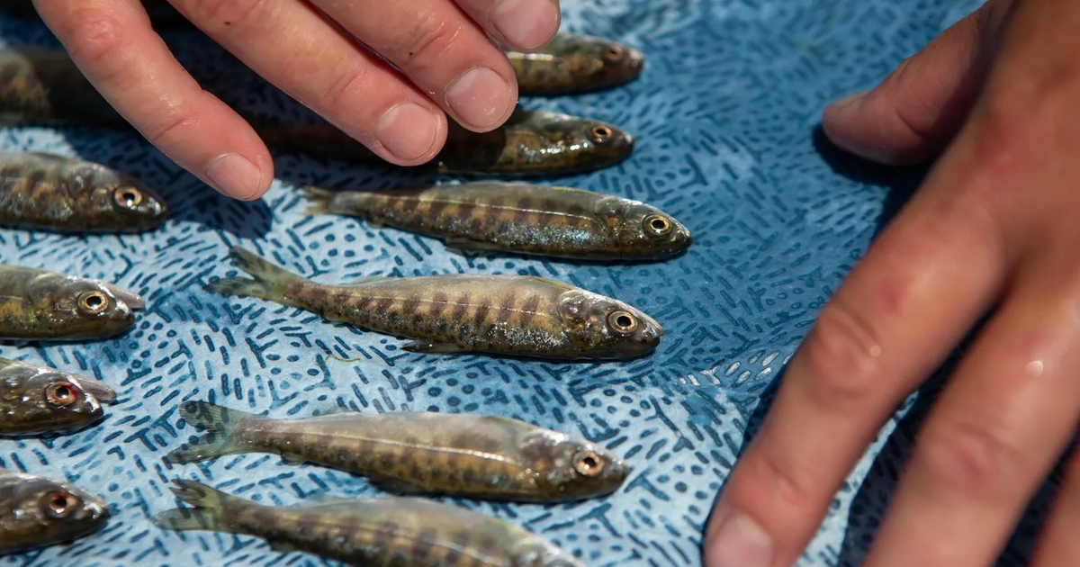 Saving salmon: Newsom unveils blueprint for ending decades-long decline ...