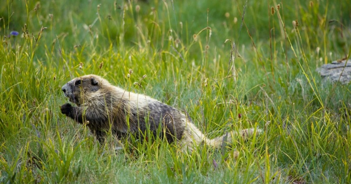Environmentalists seek protections for marmots on Olympic Peninsula ...