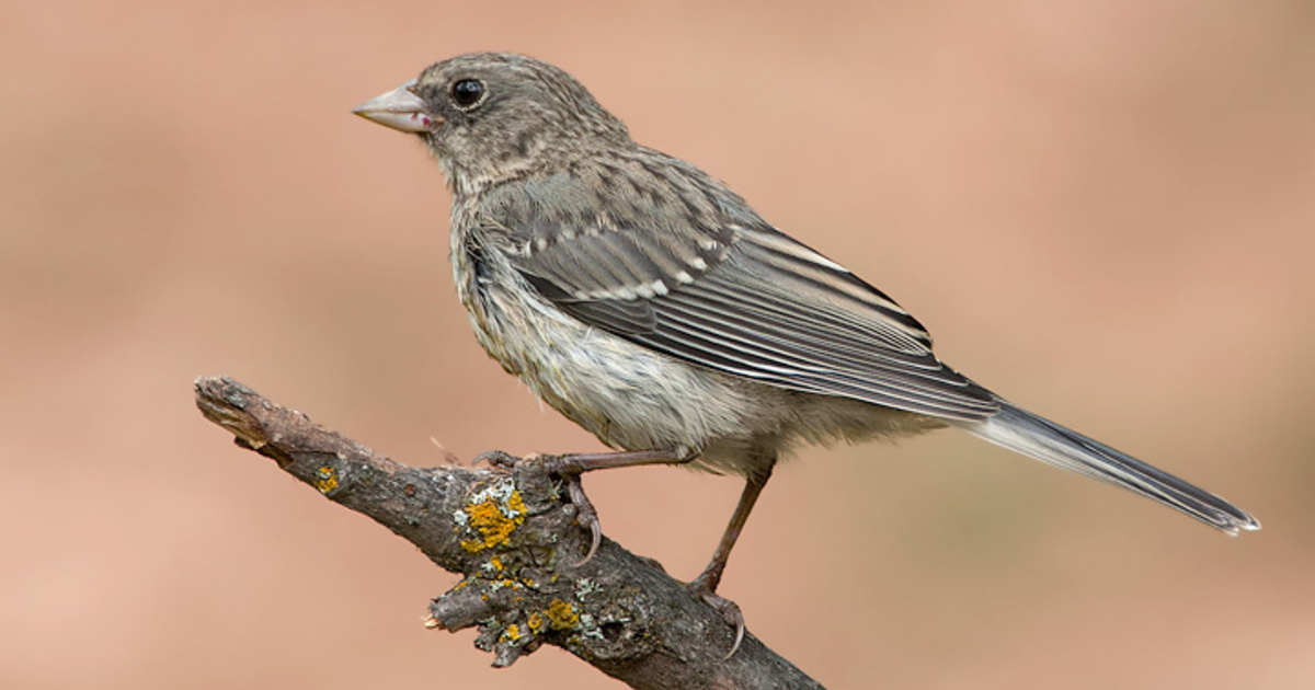 Juncos: The birds we’re killing just by being ourselves | News From The ...