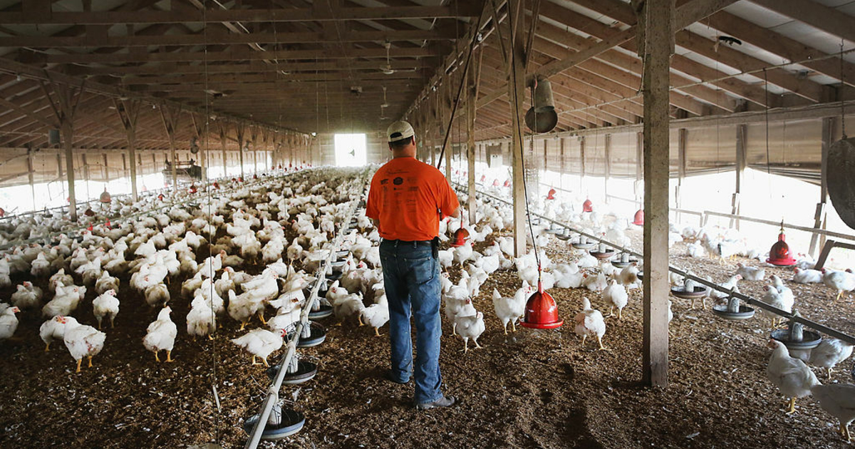 Nearly 5 million domestic birds affected by deadly avian flu in ...