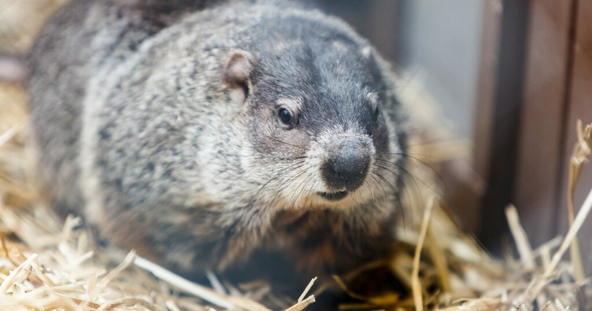 State’s Groundhog Day tradition will go on this year, Justice says ...
