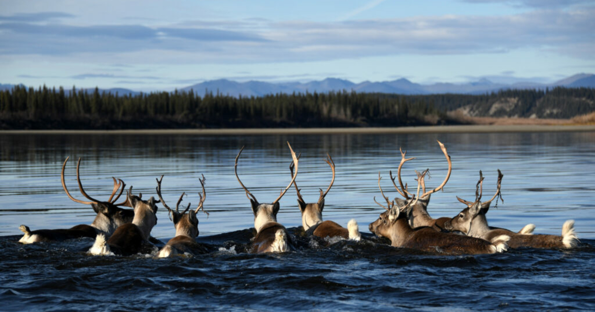 New environmental study of Ambler road project kicks off with call for ...