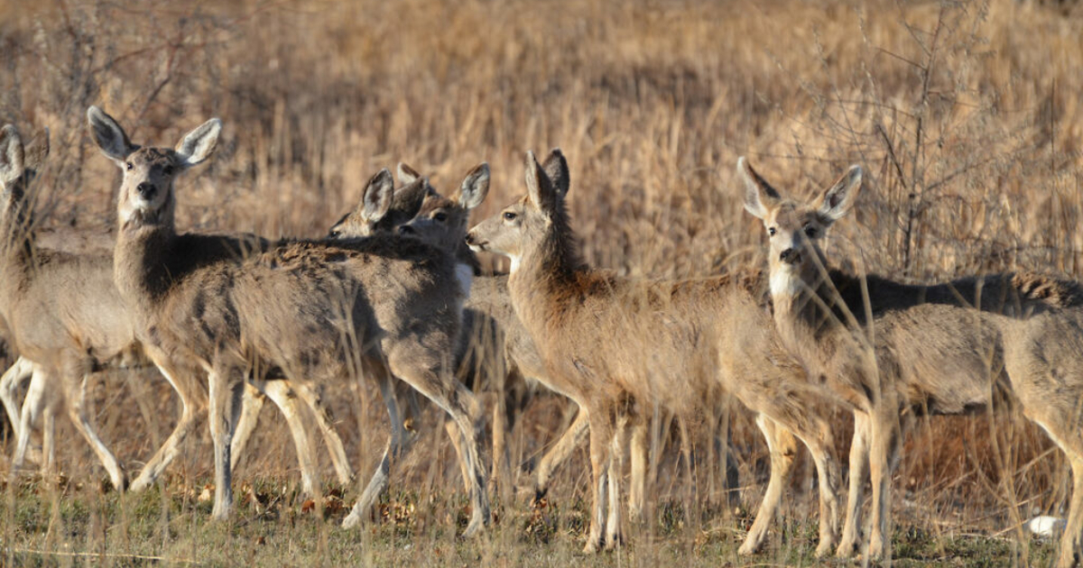 Colorado gets $22M for I-25 wildlife crossing, which will be one of ...