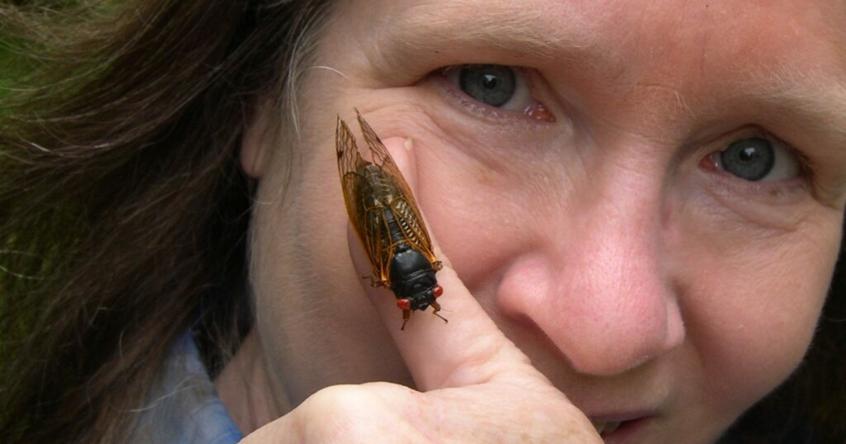 Peak cicada season arrives in Georgia as some chefs cook up bug recipes ...