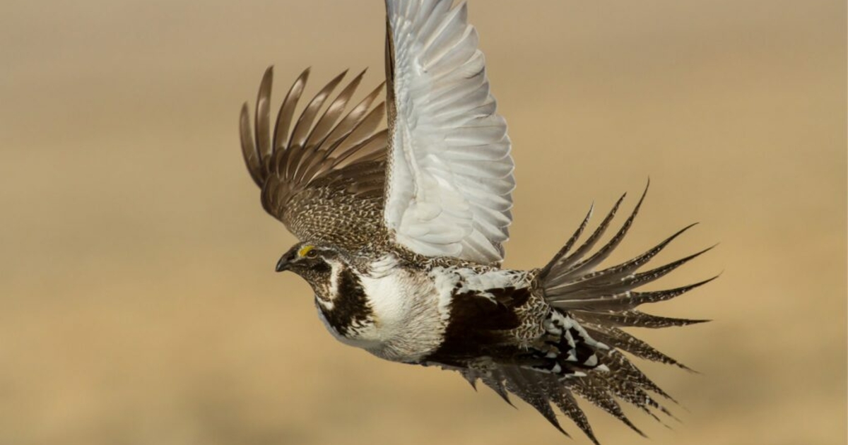 Greater sage grouse 101: What do we know about this mysterious native ...