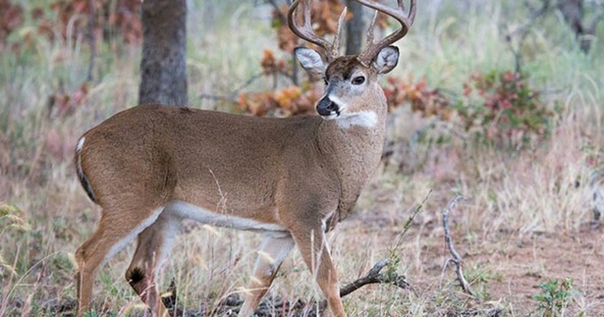 Iowa DNR has a new tool to report deer hemorrhagic disease outbreaks ...