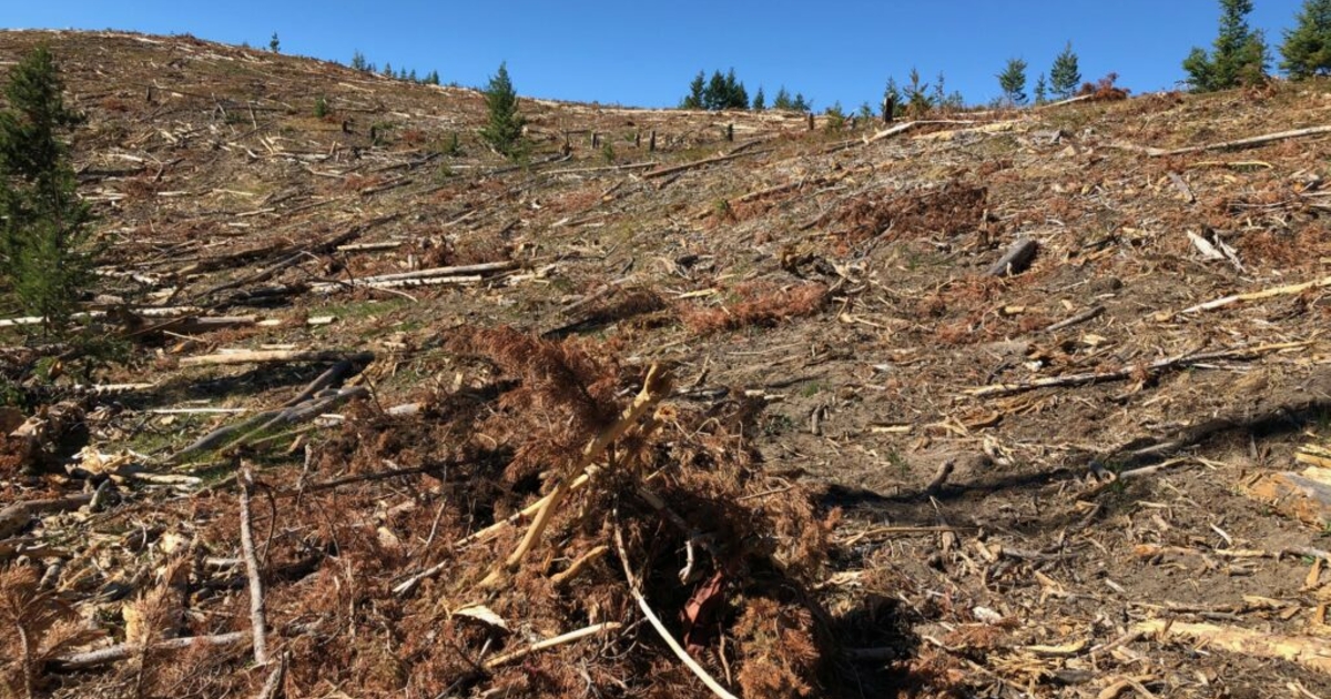 Big, bad forest clear cutting continues | News From The States