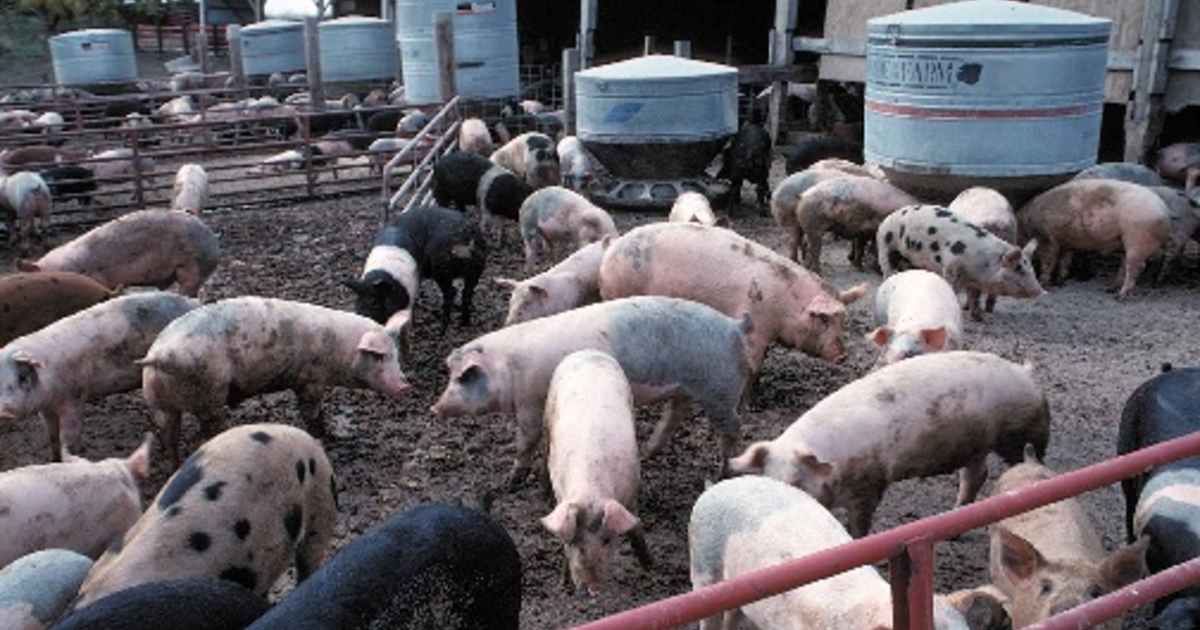 Huckleberry pickers aren’t crooks, and cabbage is OK for pigs | News ...