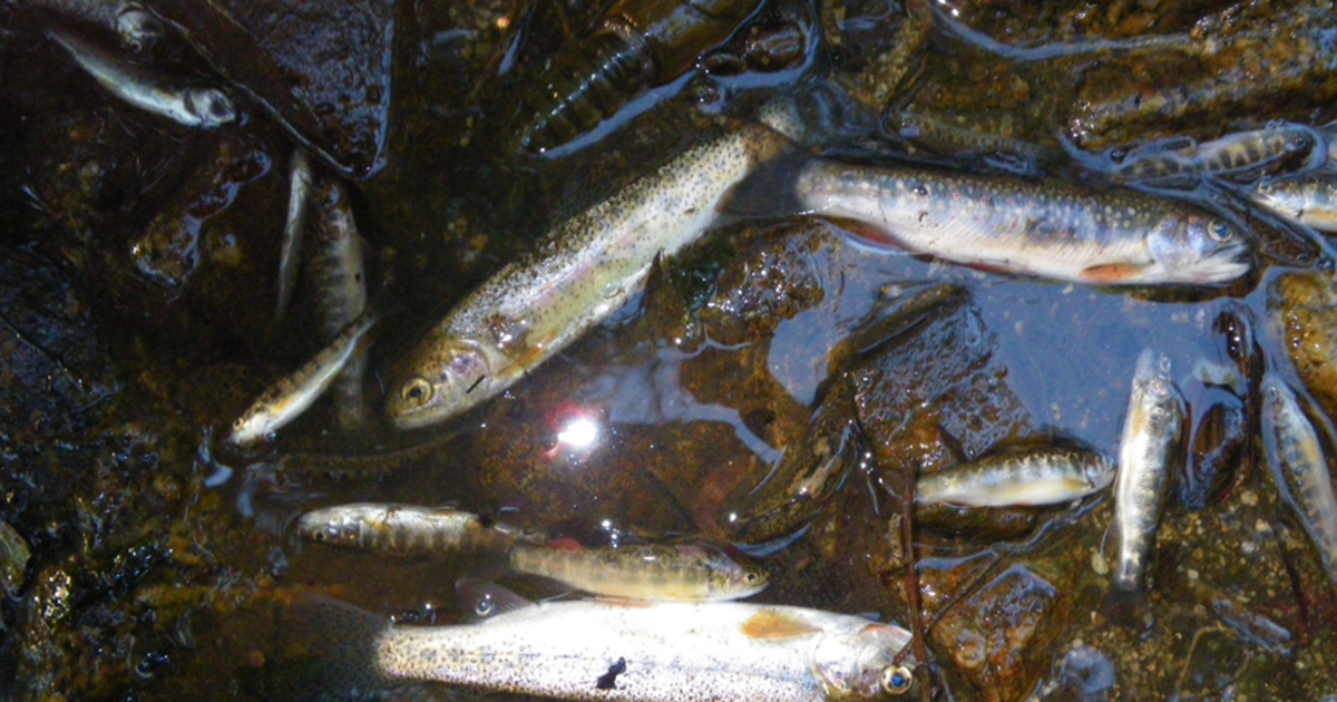 The summer of dead trout has begun | News From The States