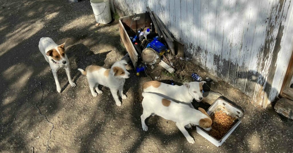 Rez dogs are feeling the heat from climate change | News From The States